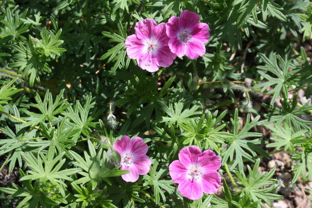 Photo of the bloom of Hardy Geranium (Geranium sanguineum 'Elke ...