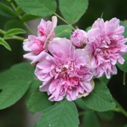 Photo of the entire plant of Rose (Rosa majalis) posted by csandt ...