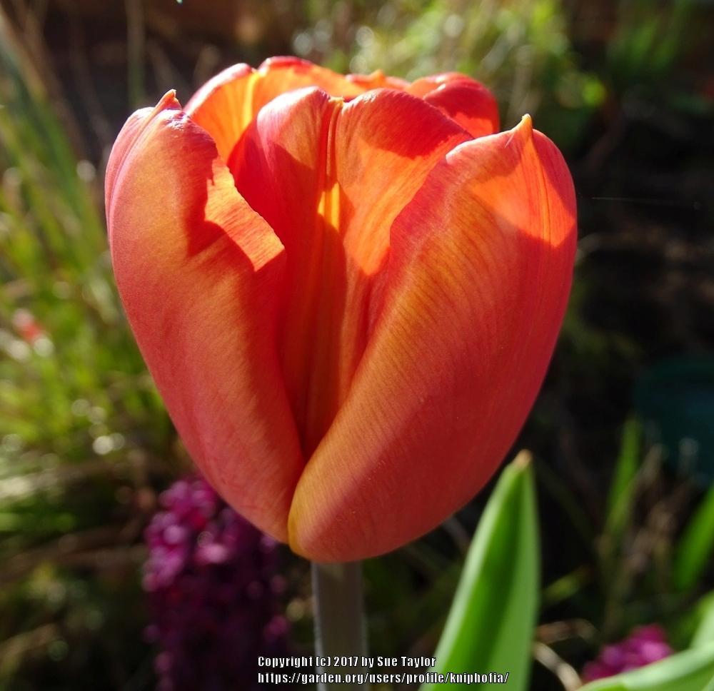 Photo of the bloom of Tulip (Tulipa 'Cairo') posted by kniphofia ...