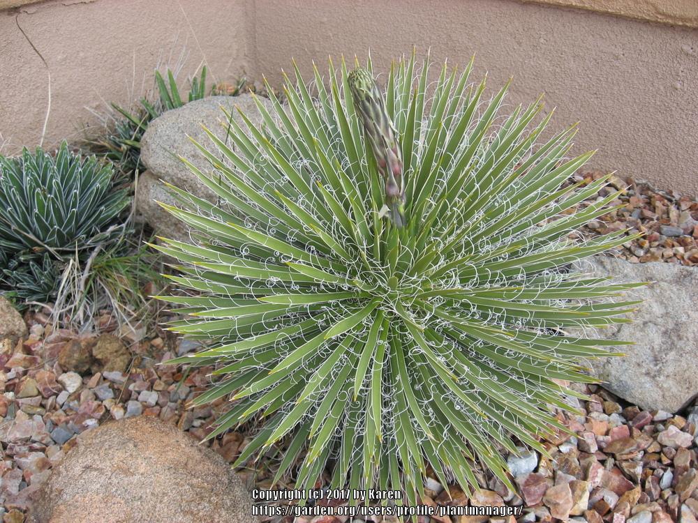 Photo of the entire plant of Harriman's Yucca (Yucca harrimaniae ...