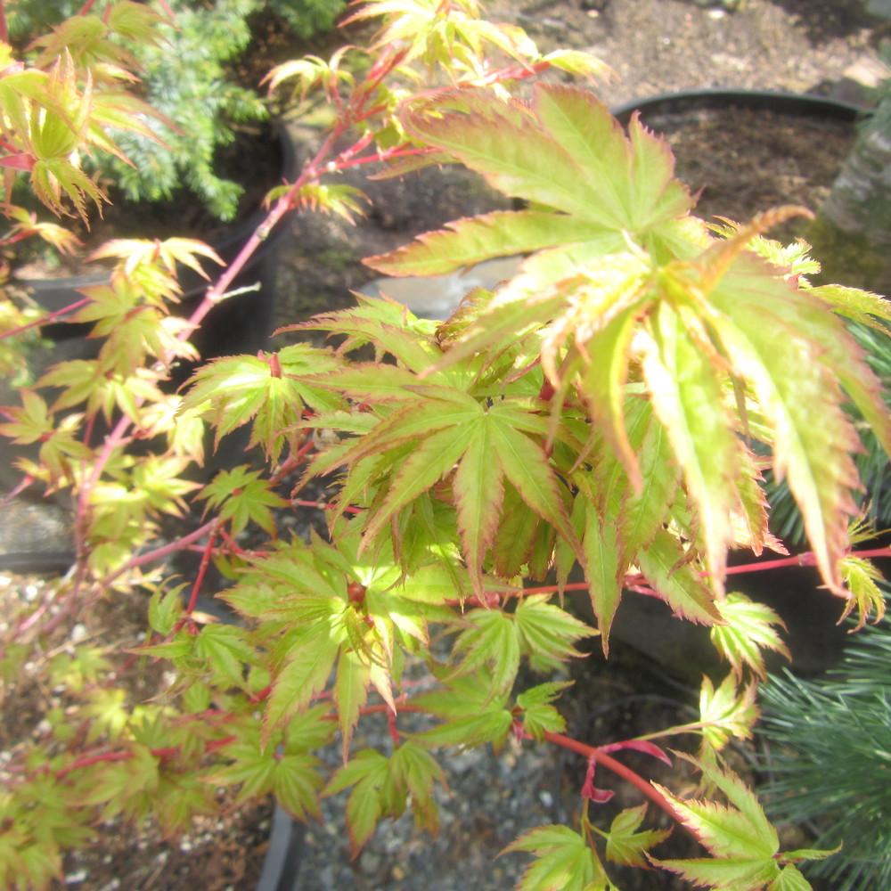 Japanese Maple (Acer palmatum 'Aka Kawa Hime') - Garden.org