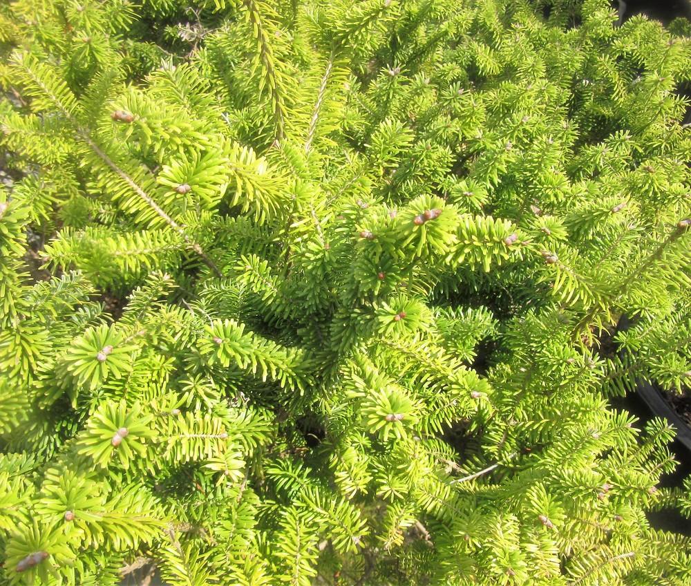 Photo of the leaves of Dwarf Silver Fir (Abies balsamea 'Nana') posted ...