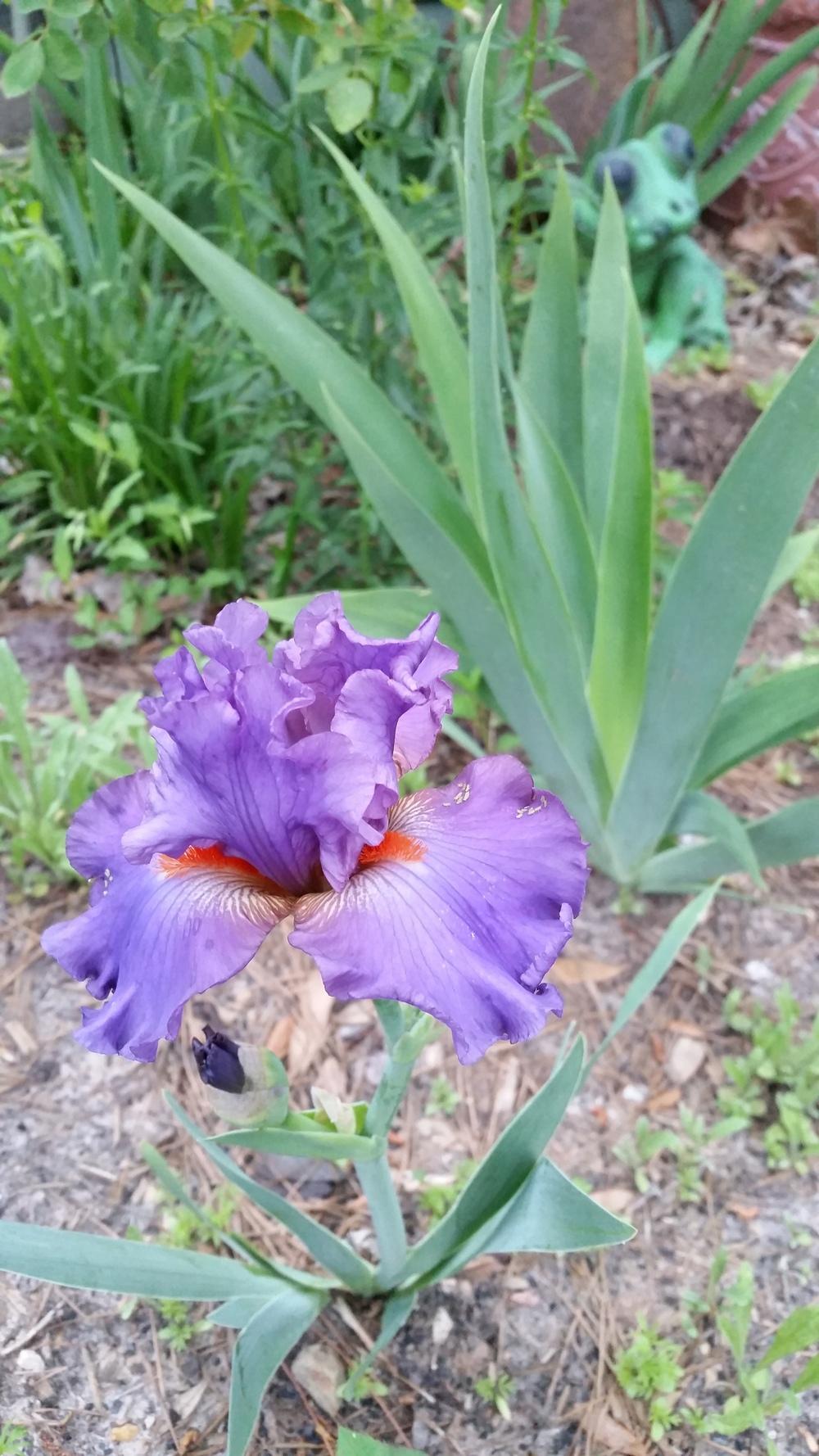 Photo of the bloom of Tall Bearded Iris (Iris 'Twilight Blaze') posted ...