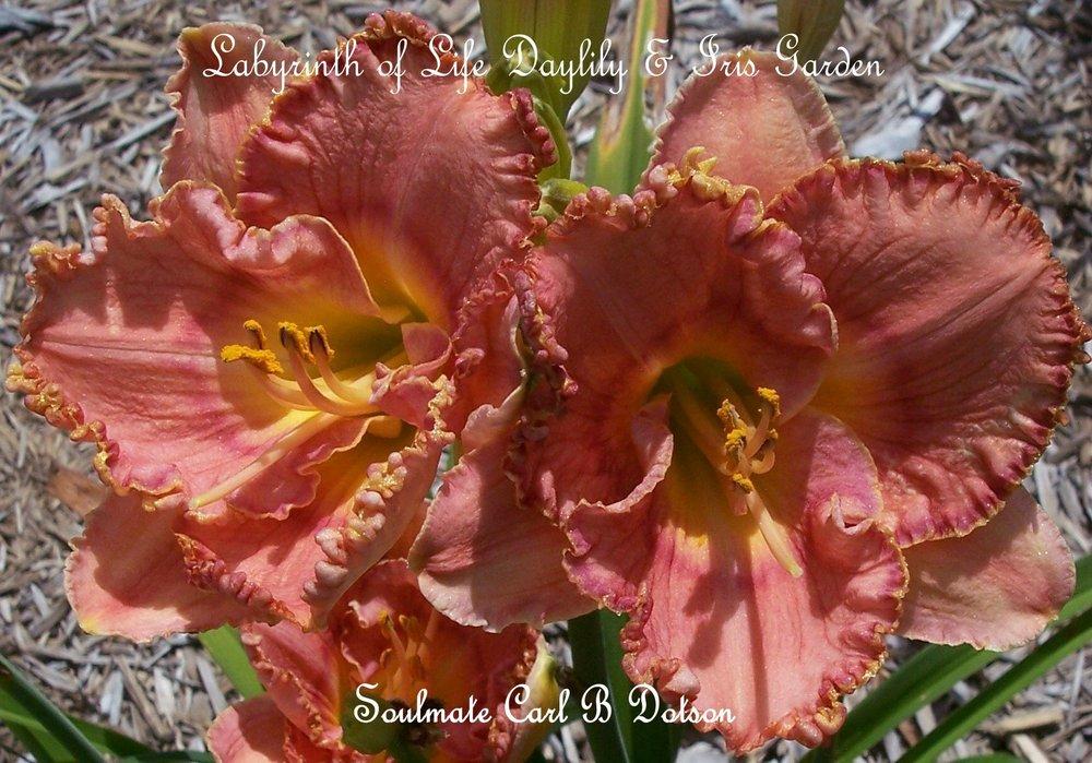 Photo of the bloom of Daylily (Hemerocallis 'Soulmate, Carl B. Dotson ...