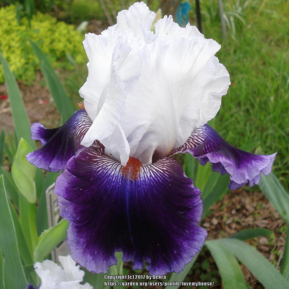 Photo of the bloom of Tall Bearded Iris (Iris 'Royal Orders') posted by ...