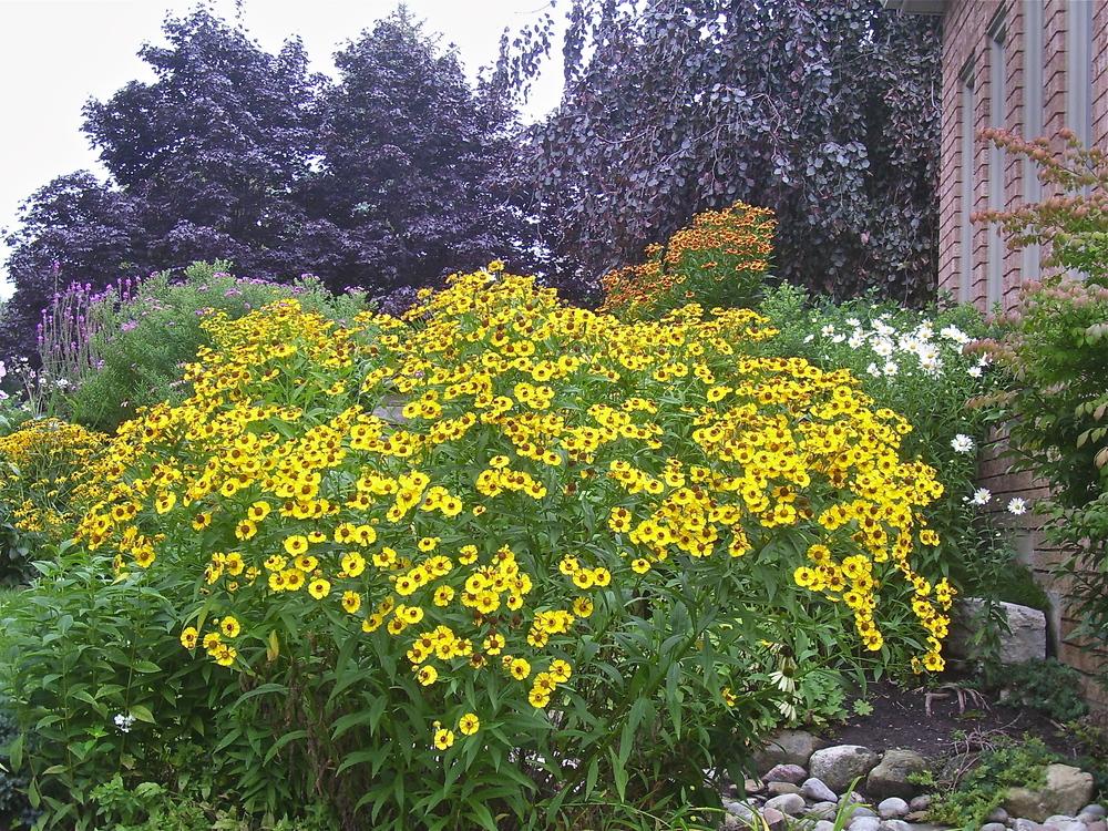 Photo of the entire plant of Sneezeweed (Helenium autumnale) posted by ...