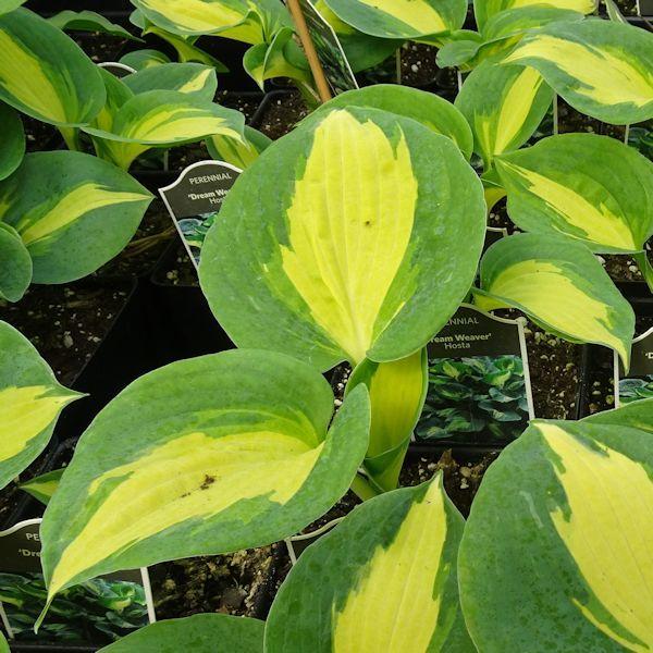 Photo of the seedling or young plant of Hosta 'Dream Weaver' posted by ...