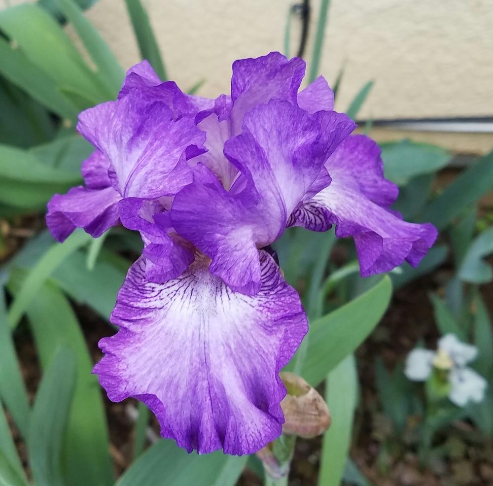Photo of the bloom of Border Bearded Iris (Iris 'Queen Bee') posted by ...