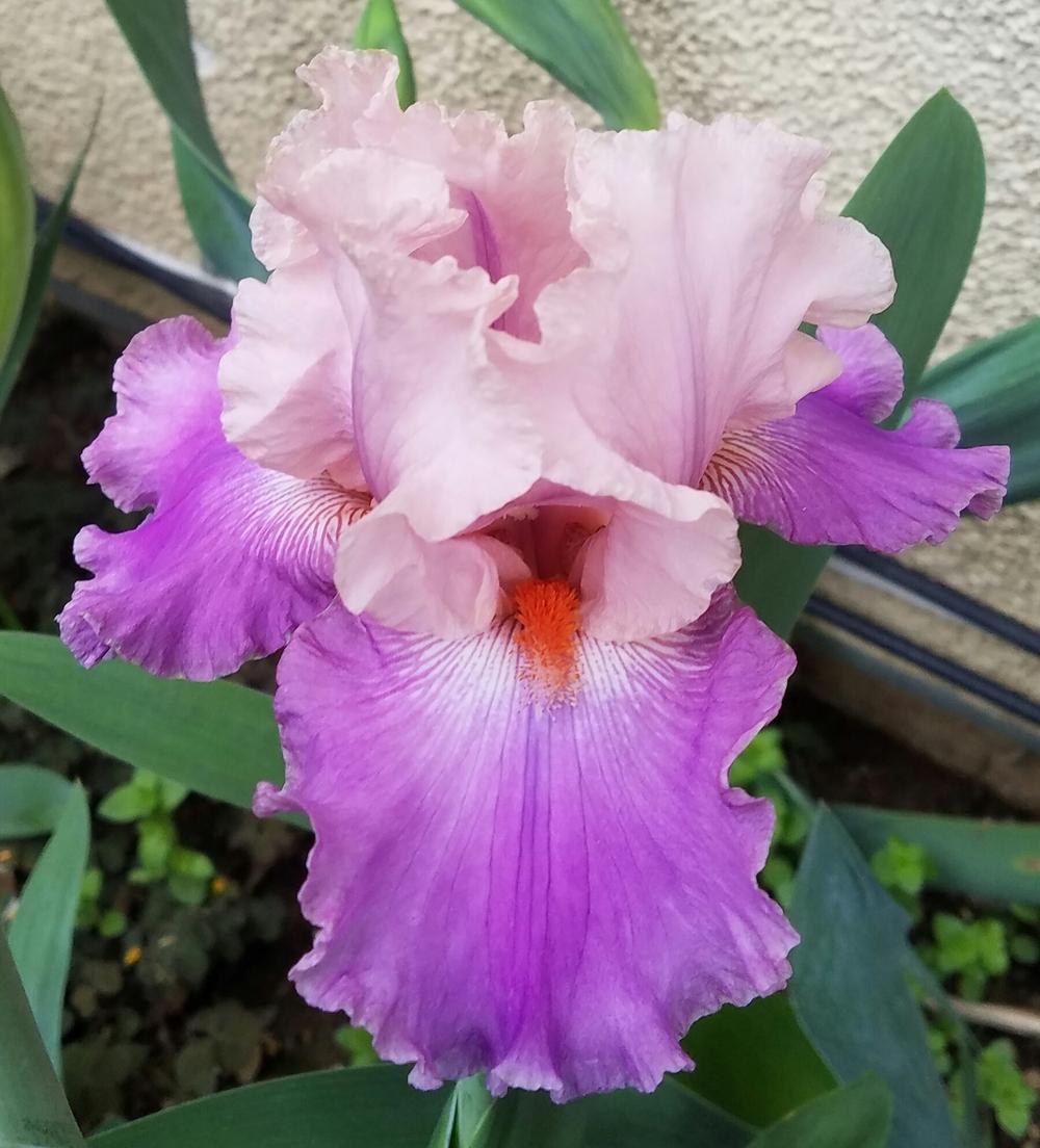 Tall Bearded Iris (Iris 'Indian Sunrise') in the Irises Database ...