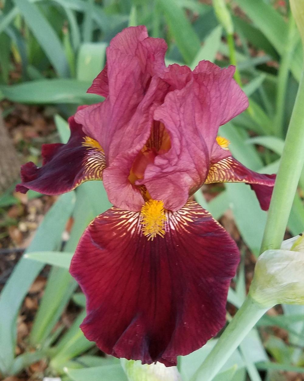 Photo of the bloom of Tall Bearded Iris (Iris 'Rustling Devil') posted by mesospunky - Garden.org