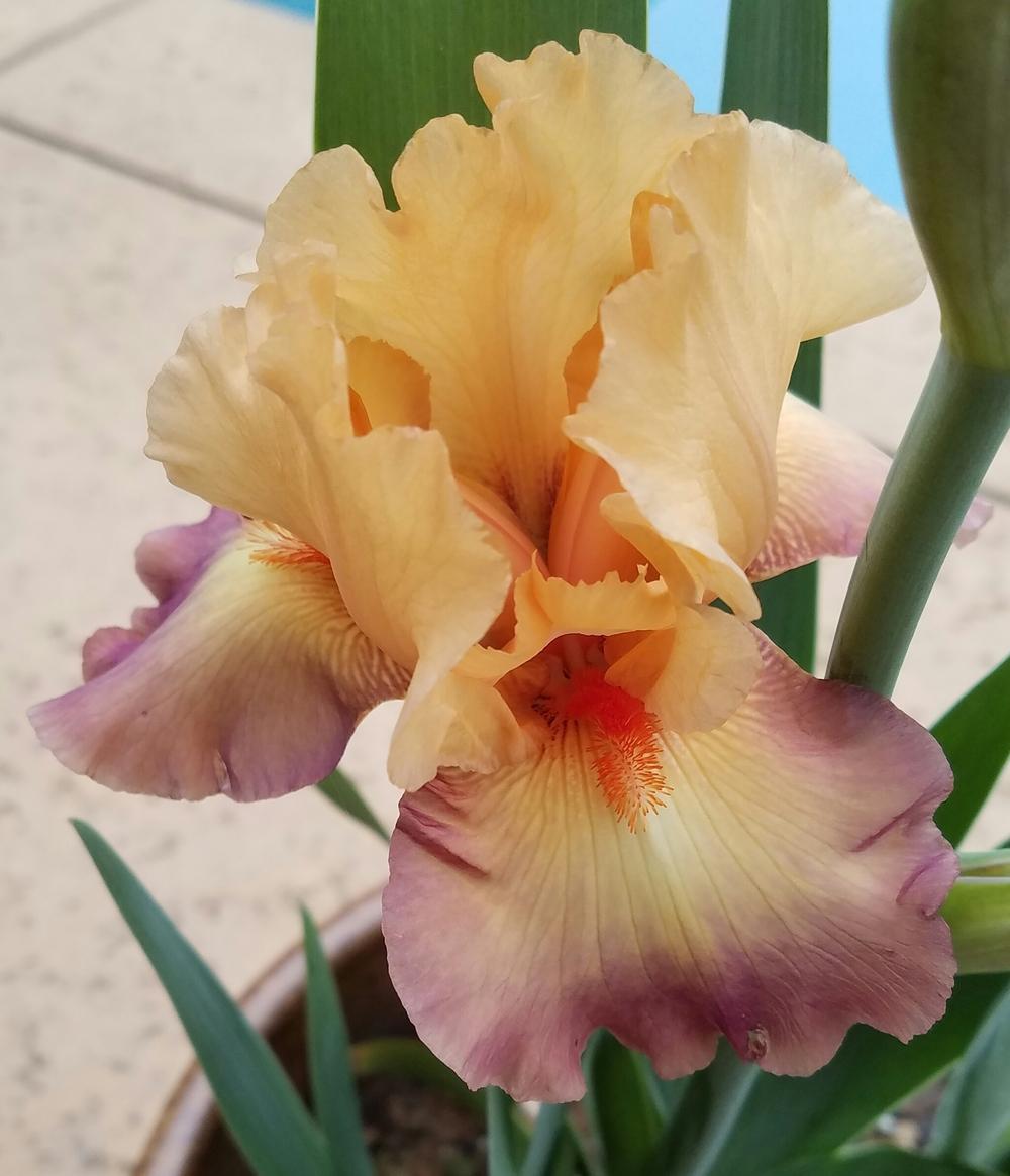 Tall Bearded Iris (Iris 'Citoyen') in the Irises Database - Garden.org