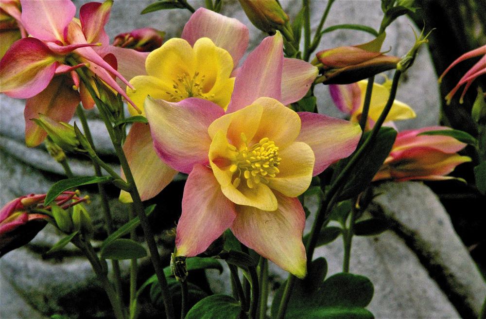Columbines: Plant Care and Collection of Varieties - Garden.org