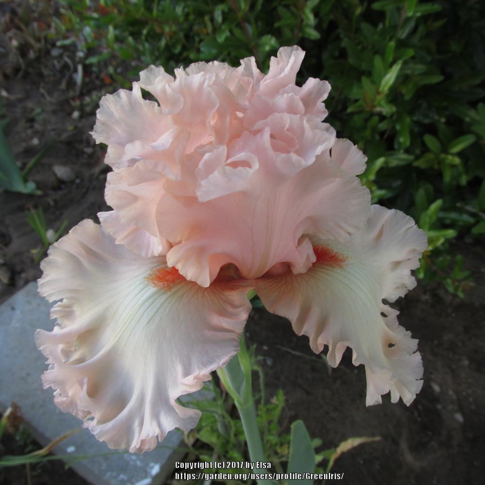 Photo of the bloom of Tall Bearded Iris (Iris 'Picture Book') posted by ...