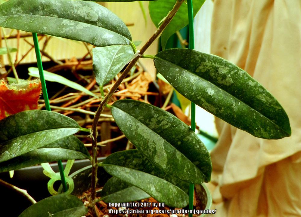 Wax Plant (Hoya mappigera) in the Hoyas Database - Garden.org