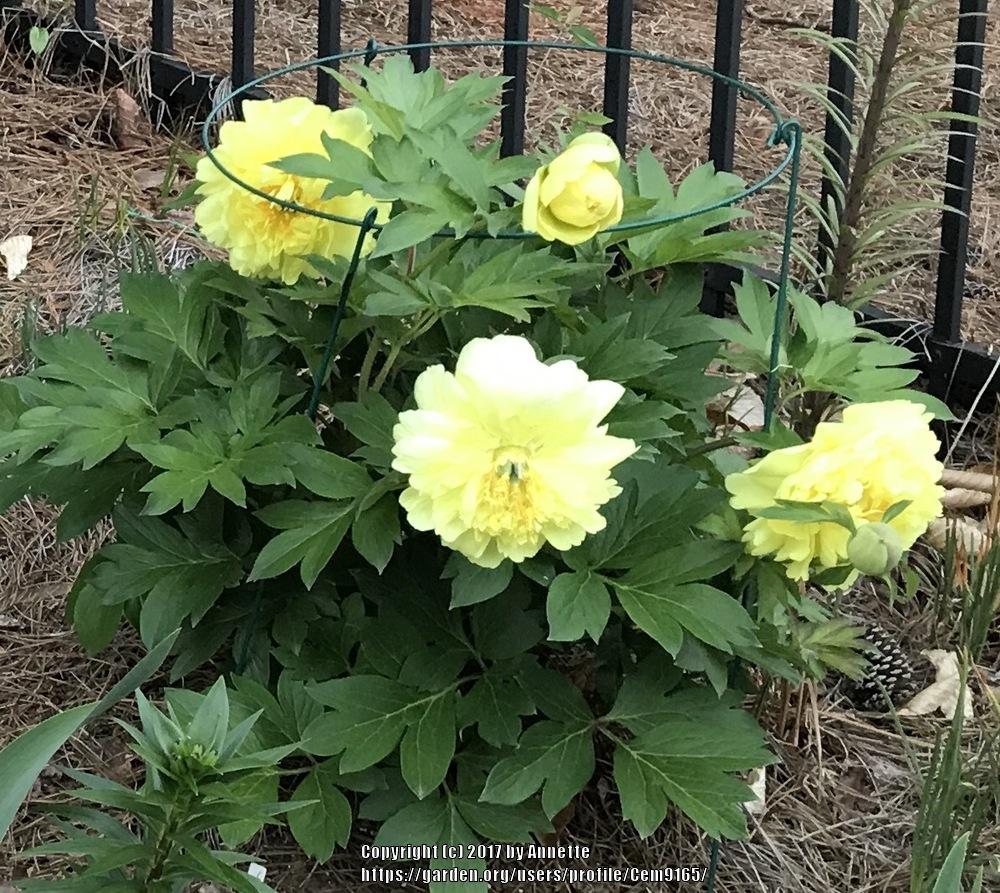 Itoh Peonies 2017 in the Peonies forum - Garden.org