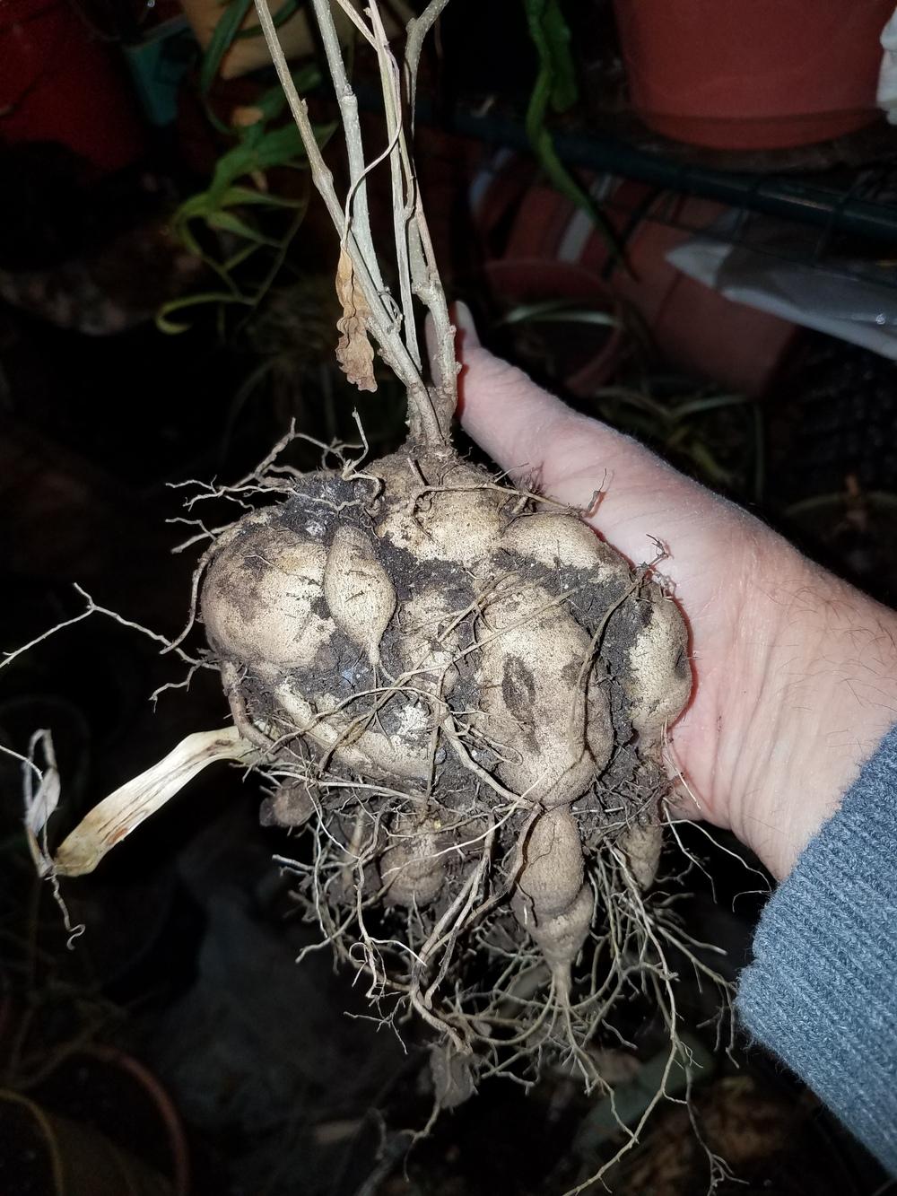 Photo of the roots of Pink Moon Vine (Ipomoea macrorhiza) posted by ...