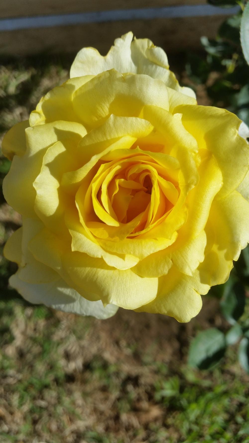 Photo of the bloom of Rose (Rosa 'Gold Glow') posted by Roselover86 ...