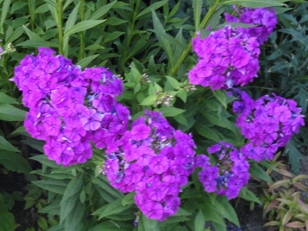 Photo of the bloom of Garden Phlox (Phlox paniculata Flame™ Purple ...