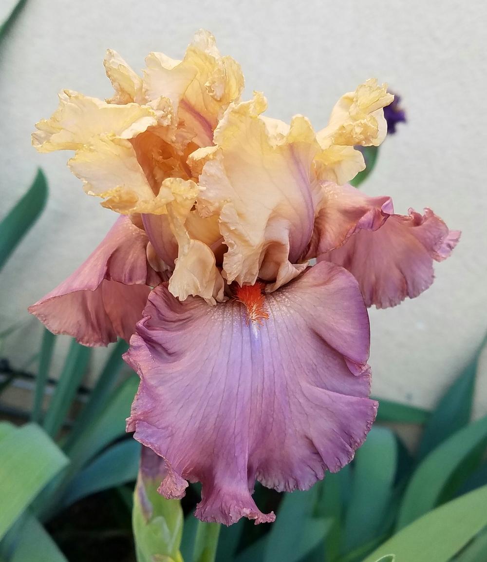 Photo of the bloom of Tall Bearded Iris (Iris 'Looking Beautiful') posted by mesospunky - Garden.org