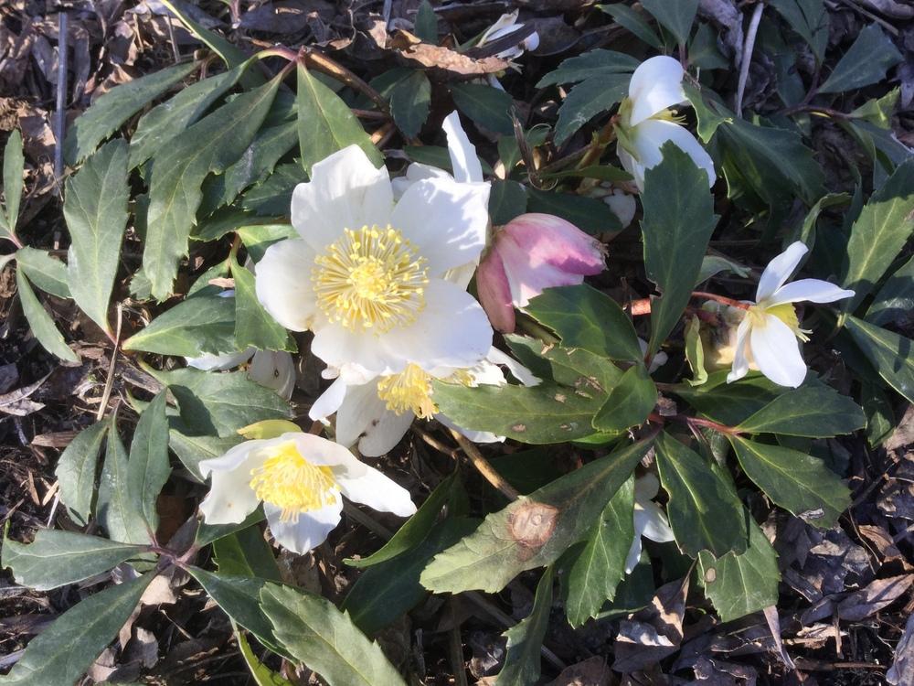 Photo of the entire plant of Hellebore (Helleborus niger Gold ...