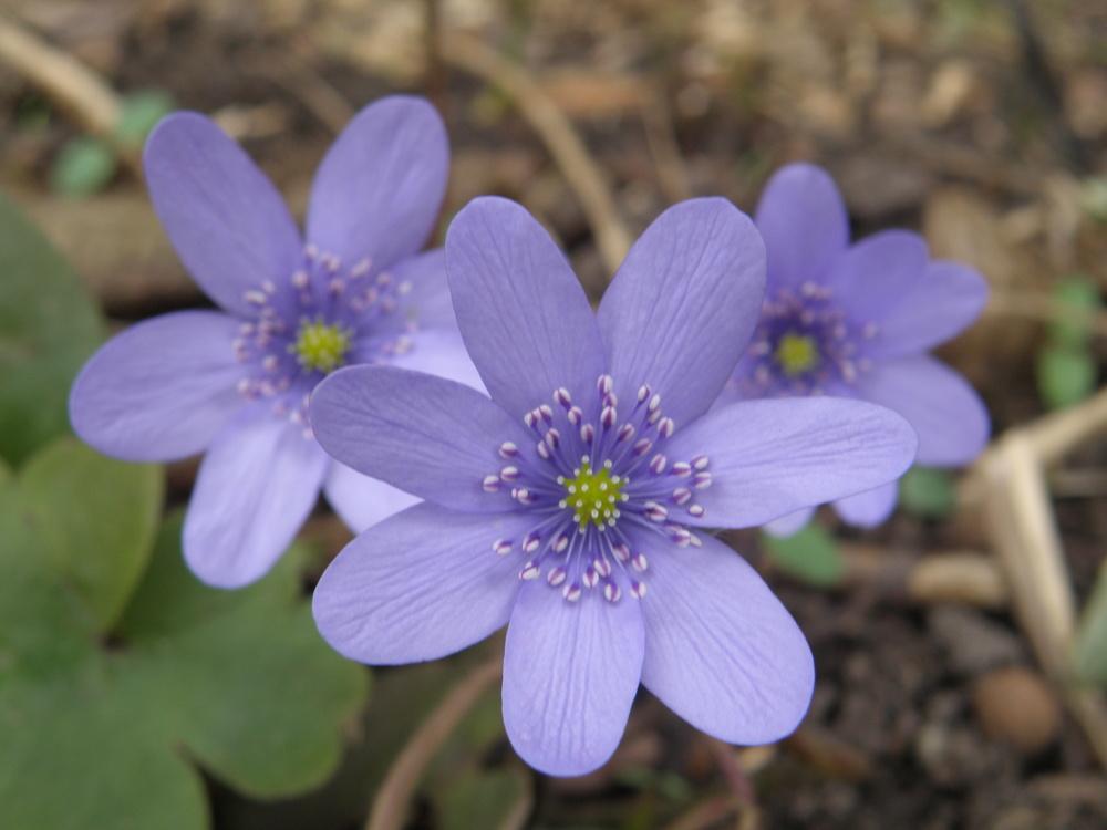 Hepatica transsilvanica - Garden.org