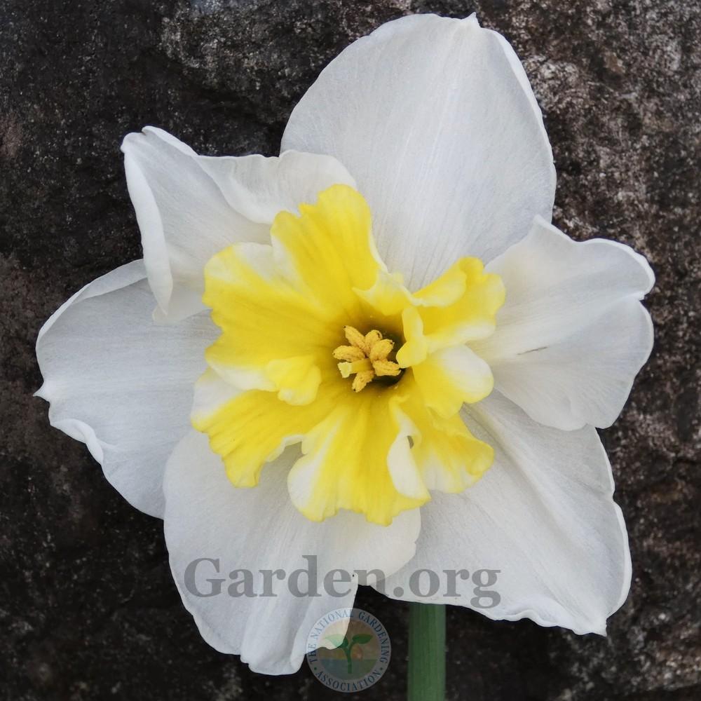 Photo of the bloom of Split-Cupped Papillon Daffodil (Narcissus 'Lemon ...