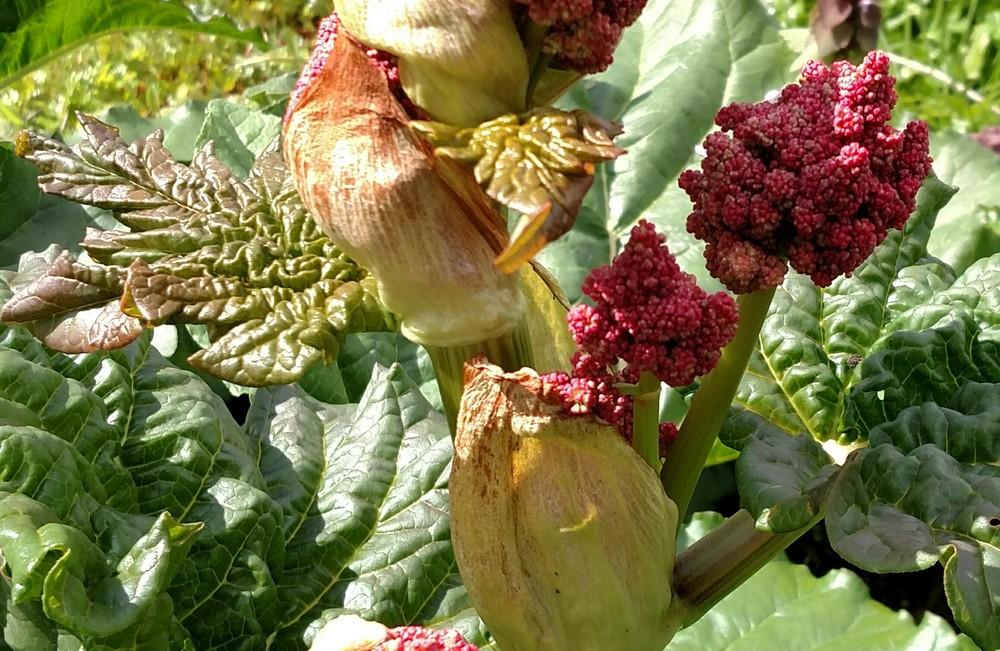 Photo of the emerging growth of Rhubarb (Rheum rhabarbarum 'Victoria ...