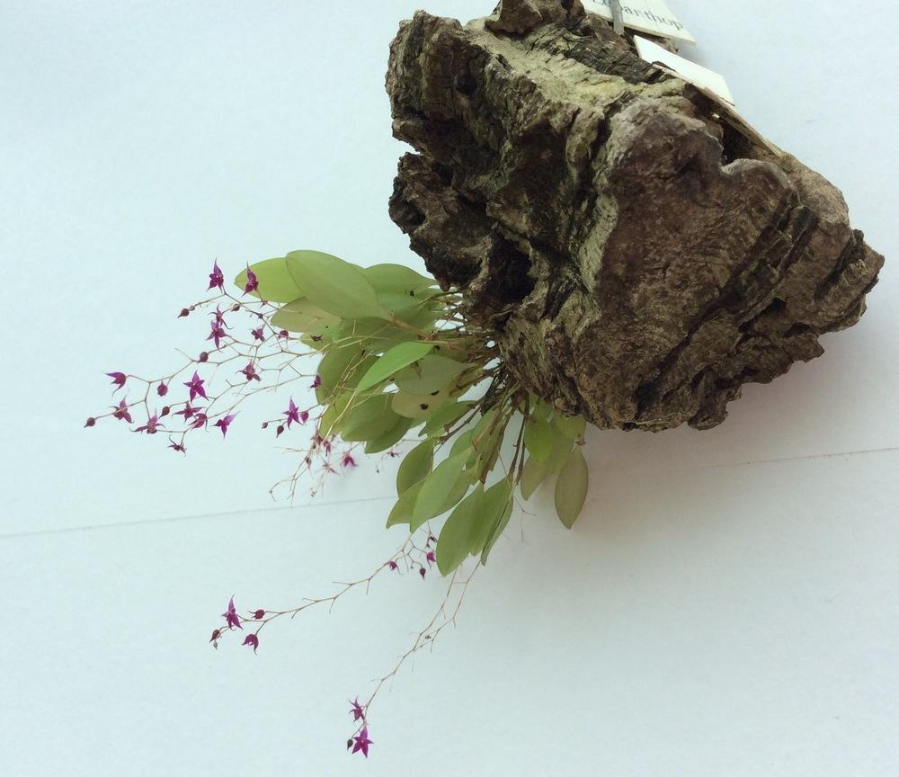 Photo of the entire plant of Orchid (Lepanthopsis astrophora 'Stalky ...