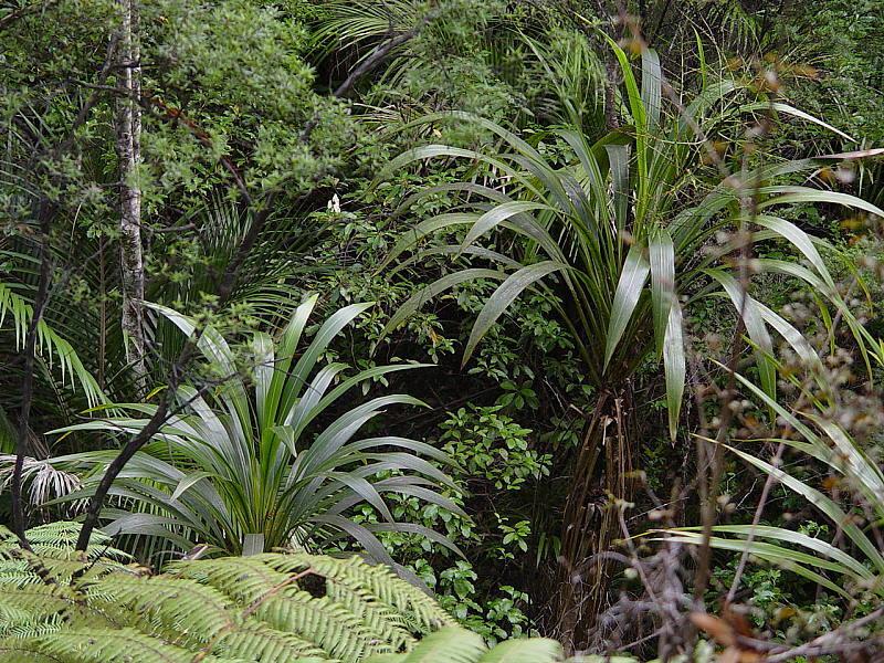 Forest Cabbage Tree (Cordyline banksii) - Garden.org