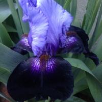 Photo of the bloom of Tall Bearded Iris (Iris 'Dangerous Mood') posted ...