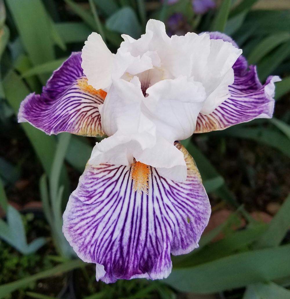Photo of the bloom of Border Bearded Iris (Iris 'Crow's Feet') posted ...