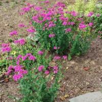 Photo of the entire plant of Alpine Catchfly (Viscaria alpina) posted ...