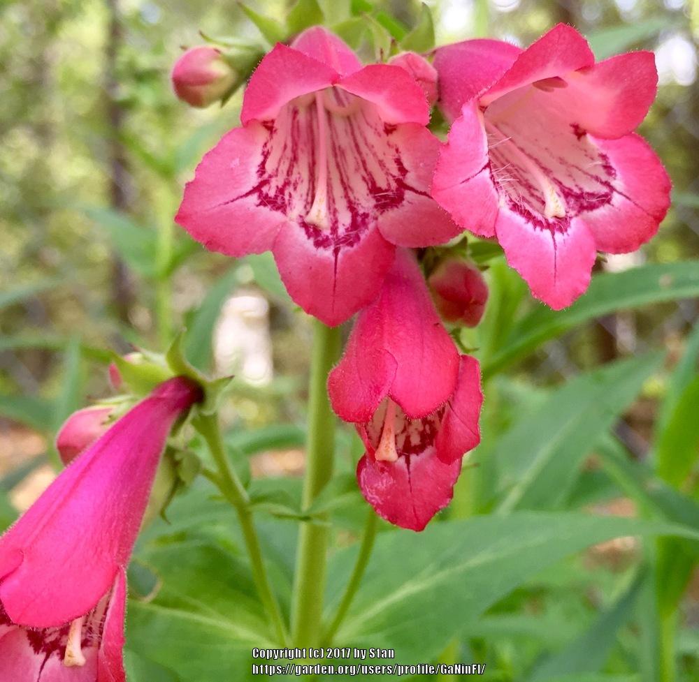 Border Penstemon (Penstemon 'Cha Cha Cherry') in the Penstemons ...