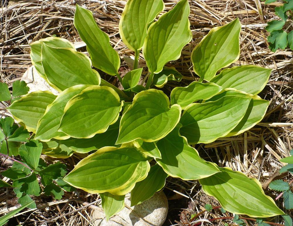 Photo of the entire plant of Hosta 'So Sweet' posted by HemNorth ...