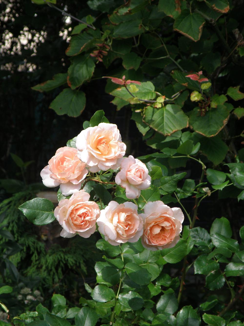 Photo of the bloom of Rose (Rosa 'Schloss Eutin Fairy Tale') posted by ...