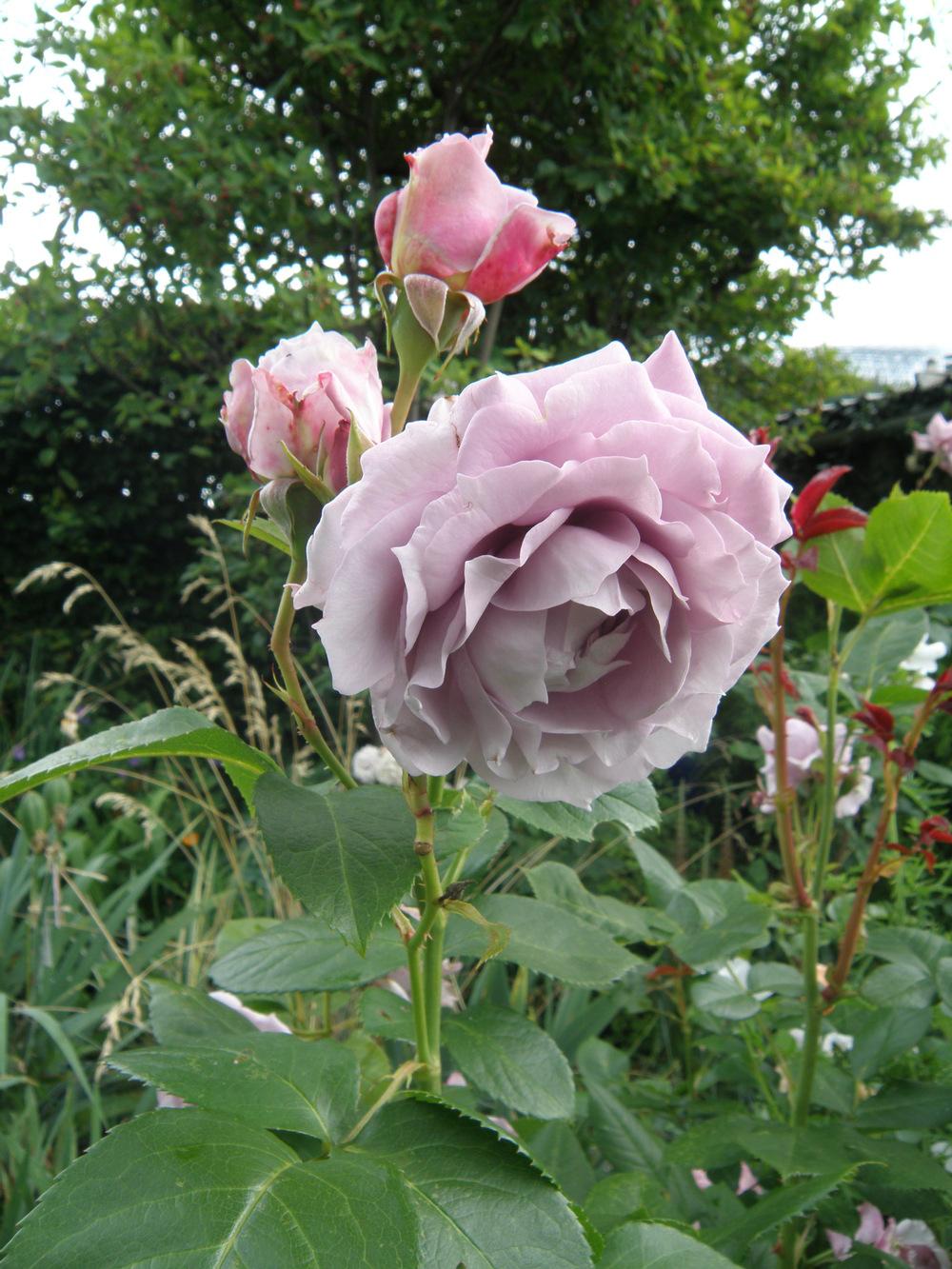Photo of the bloom of Rose (Rosa 'Novalis') posted by IrisLilli ...