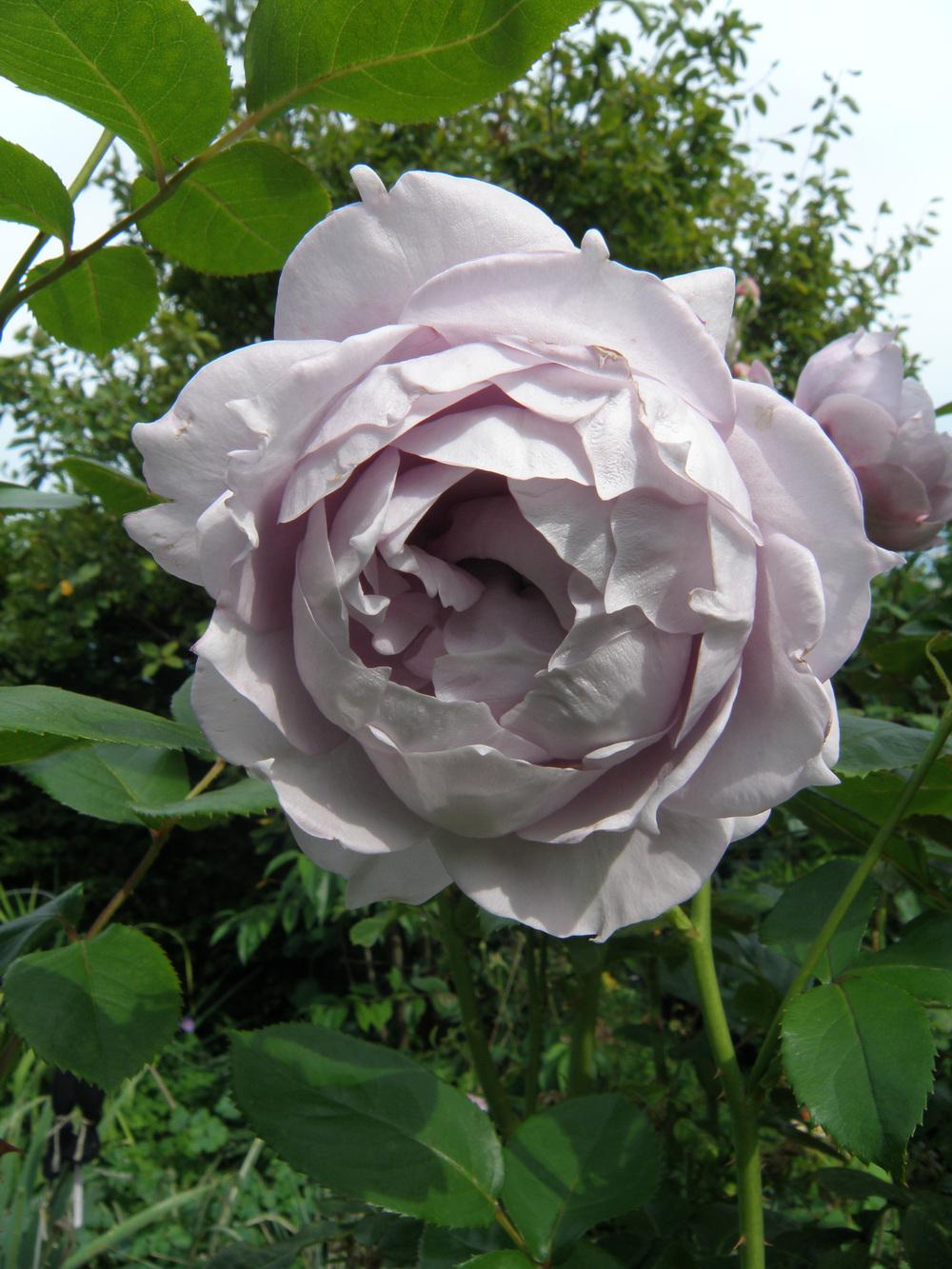 Photo of the bloom of Rose (Rosa 'Novalis') posted by IrisLilli ...