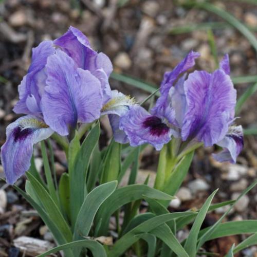 Arilbred Iris (Iris 'Tiny Pirate') in the Irises Database - Garden.org