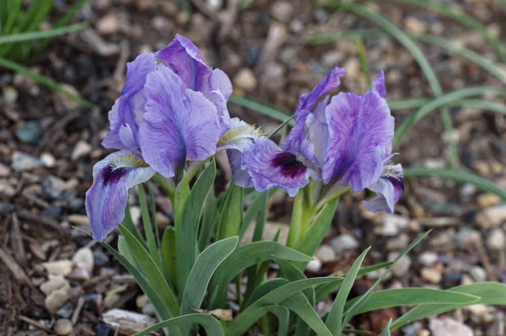 Arilbred Iris (Iris 'Tiny Pirate') in the Irises Database - Garden.org