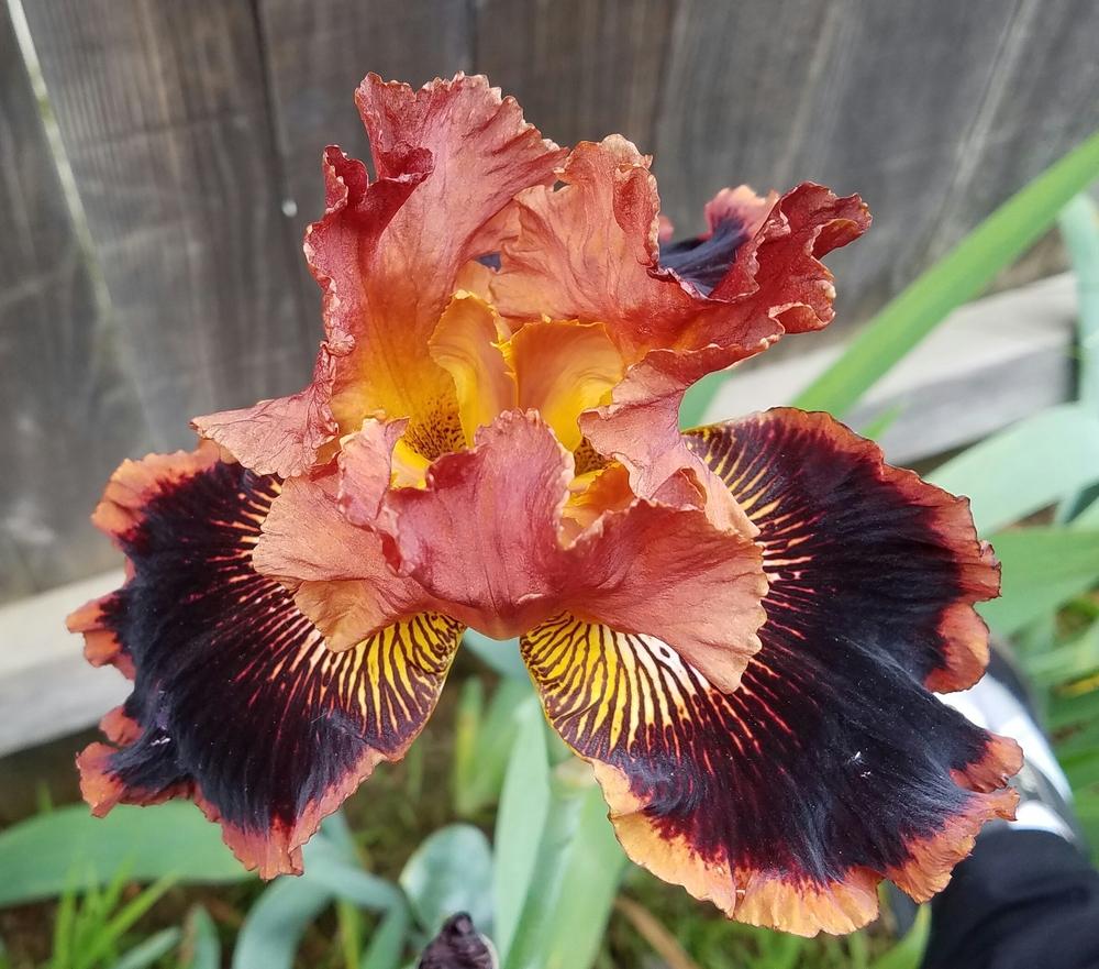 Photo of the bloom of Tall Bearded Iris (Iris 'Around We Go') posted by mesospunky - Garden.org