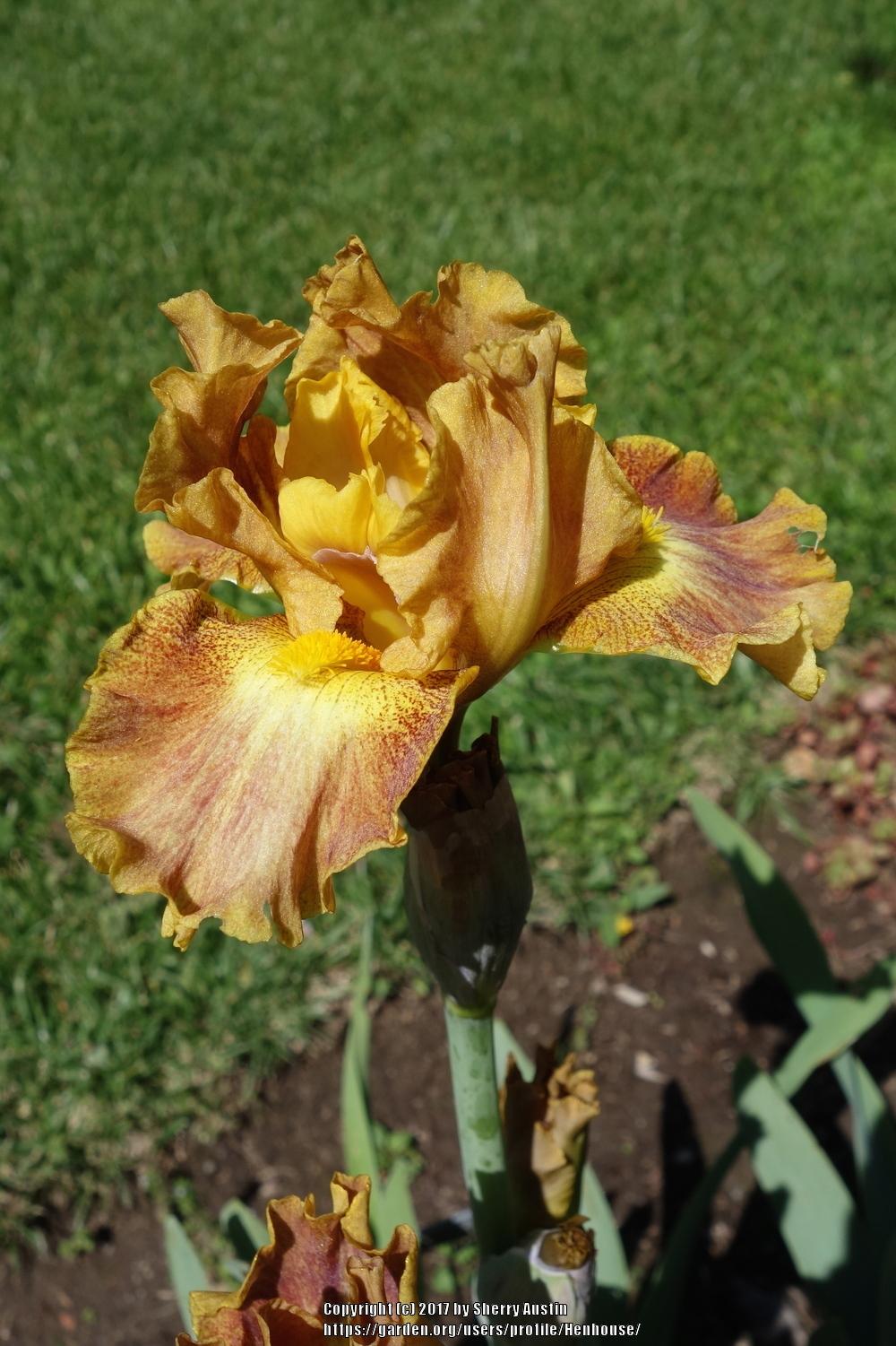 Photo of the bloom of Intermediate Bearded Iris (Iris 'Apple Crisp ...