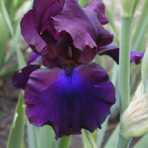 Tall Bearded Iris (Iris 'Grape Expectations') in the Irises Database ...