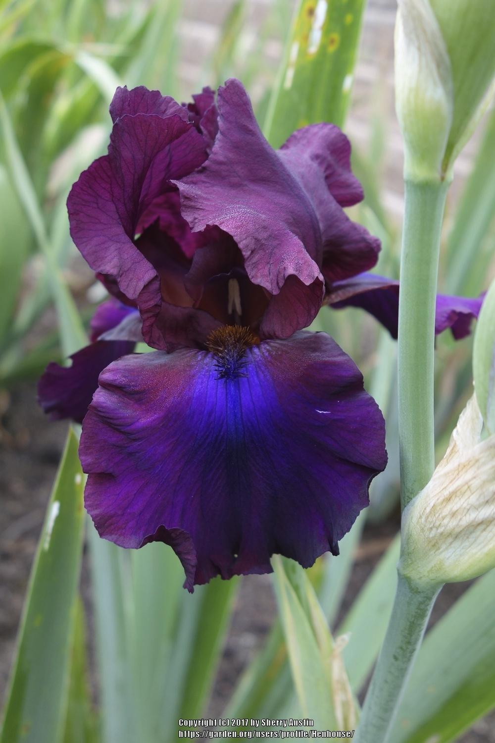 Tall Bearded Iris (Iris 'Grape Expectations') in the Irises Database ...