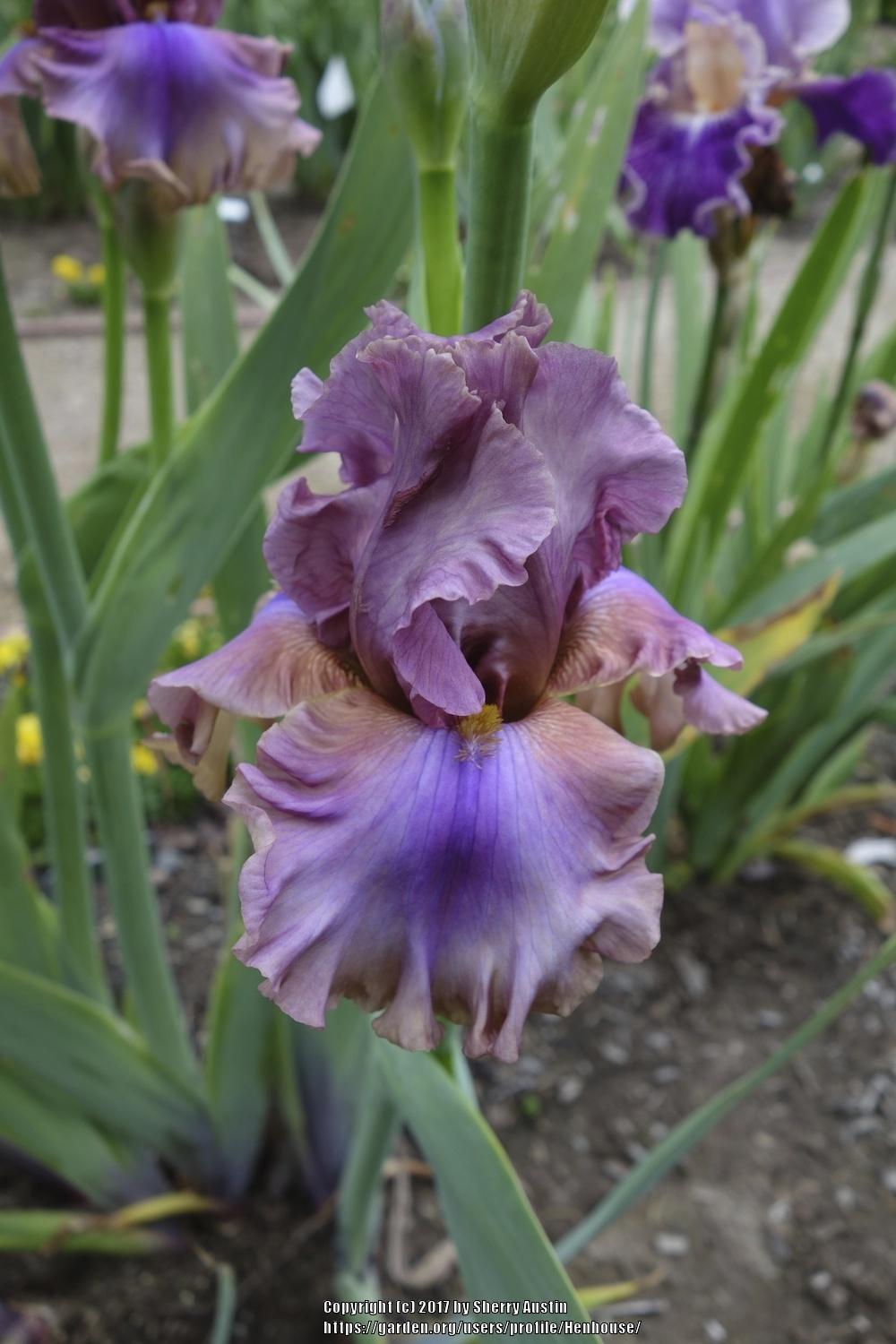 Tall Bearded Iris (Iris 'Rainbow Shadows') in the Irises Database ...