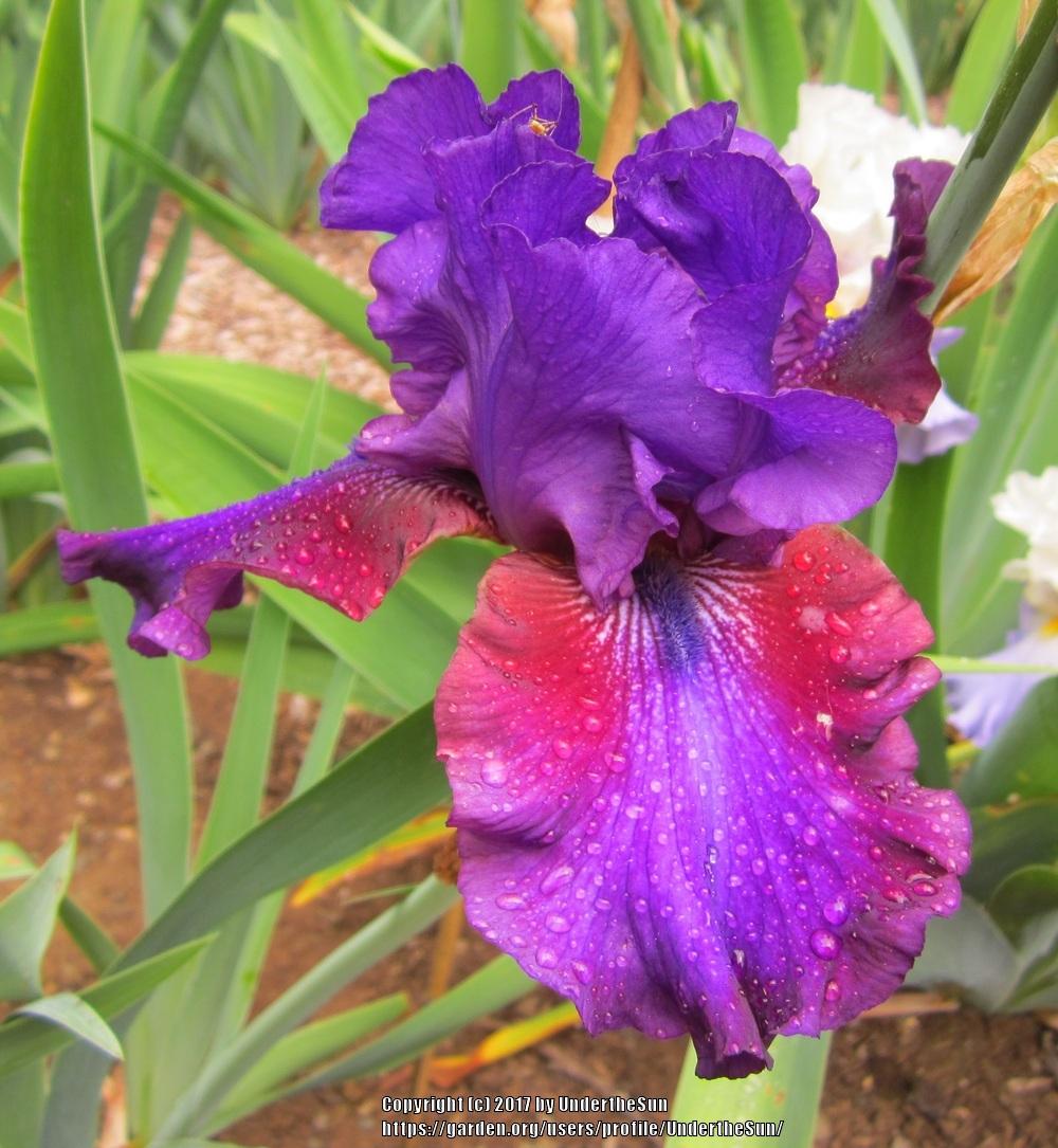 Tall Bearded Iris (Iris 'What's My Line') in the Irises Database ...