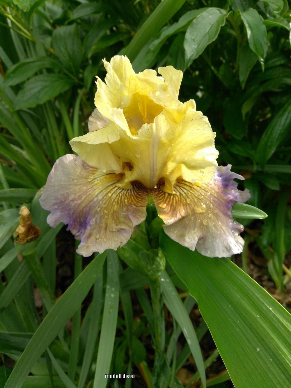 Photo of the bloom of Tall Bearded Iris (Iris 'Misty Ridge') posted by ...