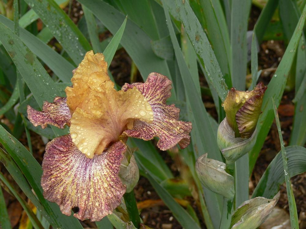 Photo of the entire plant of Tall Bearded Iris (Iris 'Apache Rose ...