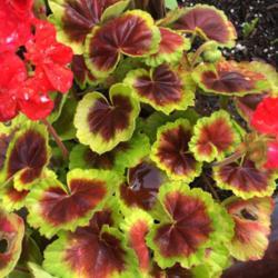 Geranium (Pelargonium 'Brocade Fire') in the Pelargoniums Database ...