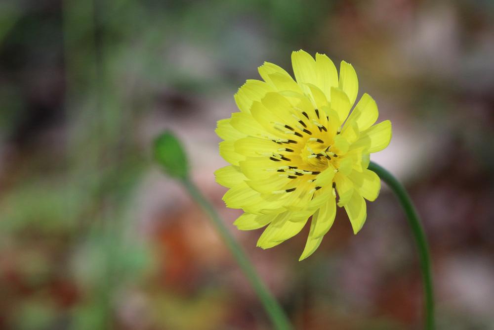 Texas Dandelion (Pyrrhopappus pauciflorus) - Garden.org