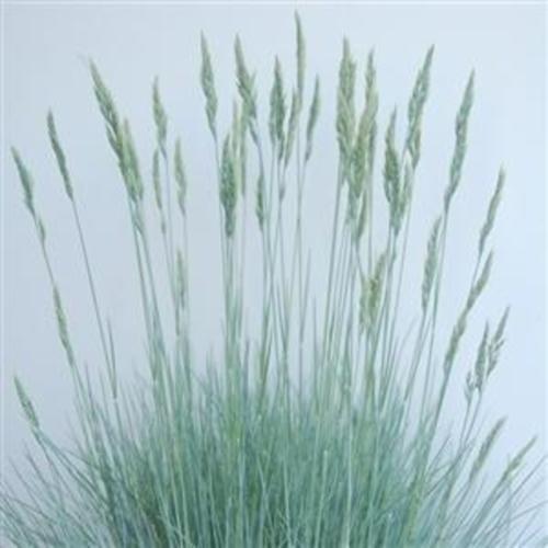 Blue Fescue (Festuca glauca 'Cool as Ice') - Garden.org